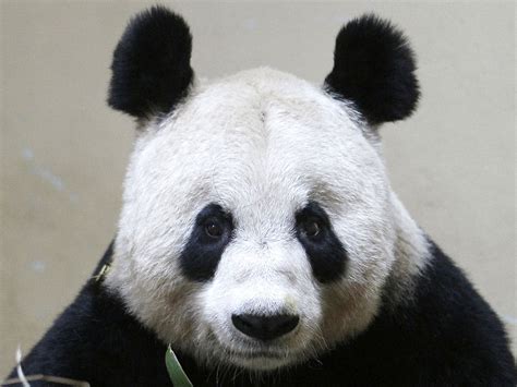 Panda Sex Exposé Why Does The Male Struggle To Perform His Duty In