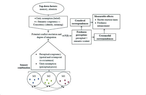 Schematic Sequences Of The Multisensory Integration Processes Leading