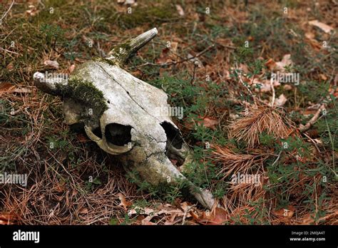 Cow Skull Lying On The Ground Dried Cow Skull Side View Skull Of A