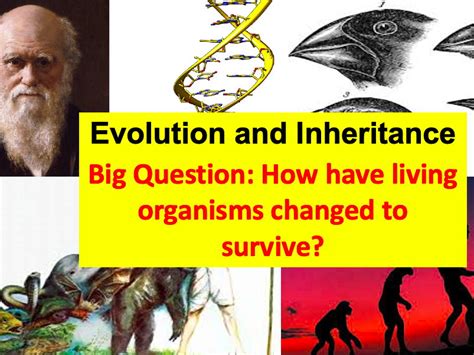 Evolution And Inheritance Science Lesson Six Fossils Teaching Resources