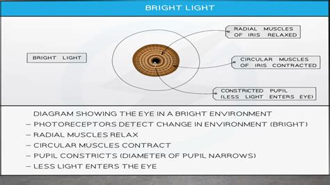 The Pupil Reflexpptx Igcse Coordination Pptx