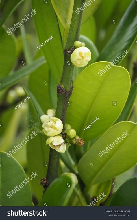 Common Garcinia Images Stock Photos Vectors Shutterstock