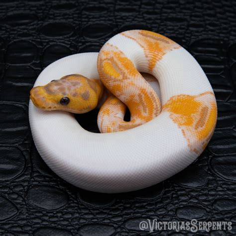 Banana Clown Ball Python