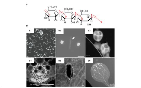 Molecular Structure And Fluorescent Dye Staining Of Callose A Download Scientific Diagram