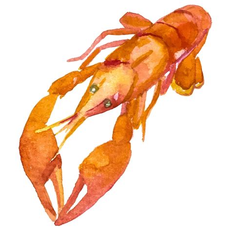 Watercolor Painted Crayfish Hand Drawn Fresh Seafood Design Element