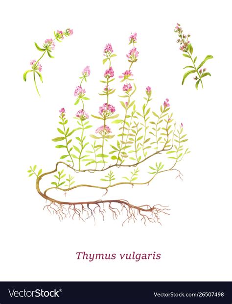 Thymus Vulgaris Watercolor Herb Royalty Free Vector Image