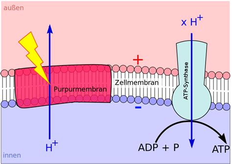 What Is The Difference Between Halorhodopsin And Bacteriorhodopsin Compare The Difference