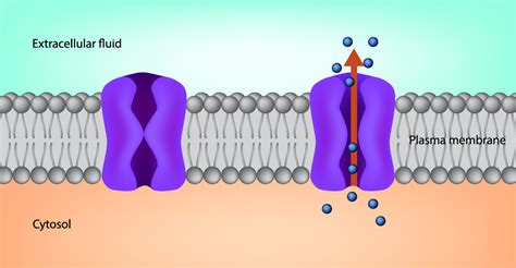 Potassium Channels How To Study Them