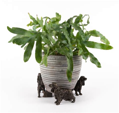 Cocker Spaniel Plant Pot Feet Set Of 3 Jardinopia Ltd