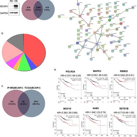 Bioinformatics Analysis A Bcar1 Was Overexpressed In 293t Cells And