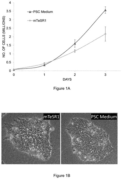 Serum Free Human Pluripotent Stem Cell Culture Medium Eureka Patsnap