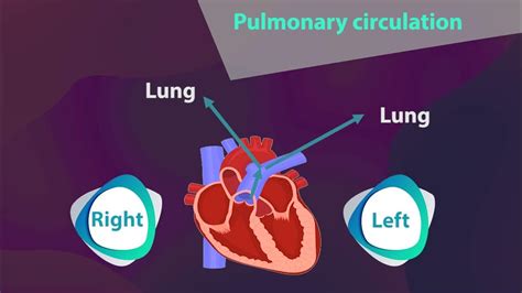جلسه هفتم 4 آناتومی سیستم گردش خون گردش خون کوچک یا پولمونری