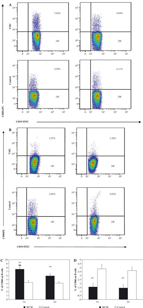 Expression Of Cd80 And Cd86 On B Cells During Coxsackievirus B3 Induced