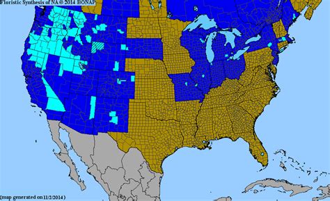 Dense Silky Bentgrass Apera Interrupta