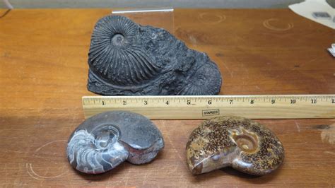 Fossil 3 Pieces Ammonite From Jurassic Age Circa 180 Million Years Ago