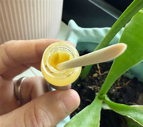 What Is Keiki Paste And How To Use It On Your Plants Young House Love