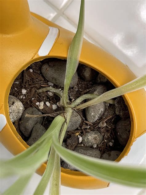 Help With Spider Plant Fertilizer Rplants