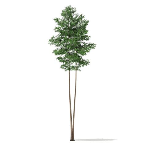 Scots Pine Tree Pinus Sylvestris 27 4m 3d Model 20 Unknown C4d Max Fbx Ma Obj Free3d