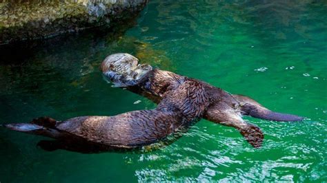 Sea Otter Facts Size Habitat Pictures And More