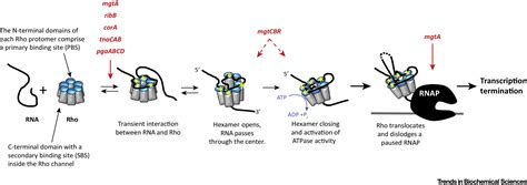 Learning From The Leaders Gene Regulation By The Transcription