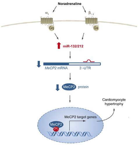 Mecp2 Regulation By Mir 132 212 In Vitro And In Vivo Download