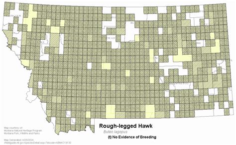 Rough Legged Hawk Montana Field Guide