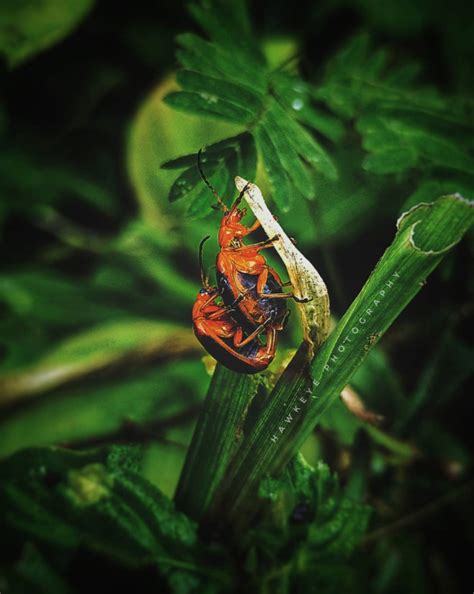 The Worlds Most Romantic Gallery Of Insect Sex Design You Trust