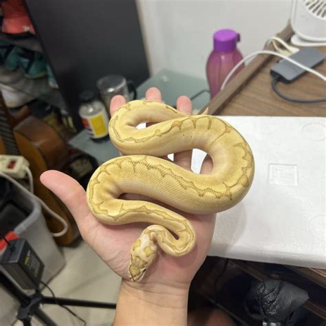 Jual Ball Python Bamboo Spider Her Ghost Kab Tangerang