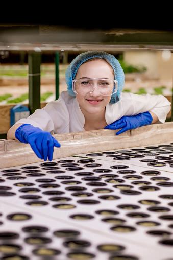 아침에 수경 농장에서 채소를 수확하는 청년 농부의 초상화 수경 유기농 신선한 수확 녹지 온실에서 수경 채소 밭에서 일하는 농부 20 24세에 대한 스톡 사진 및 기타 이미지