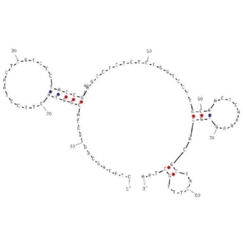 Anti Colorectal Cancer Serum Aptamer Seq 2 Biotin A321151