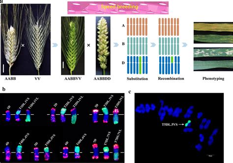 Strategy For Rapid Introgression Chromosome Arms Into The Wheat D