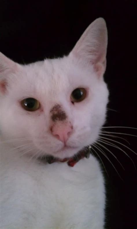 Found This Site Looking For Help Scab On Nose Cat Forum