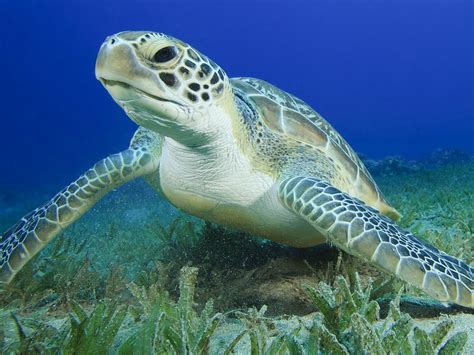 Green Sea Turtle Unique Characteristics