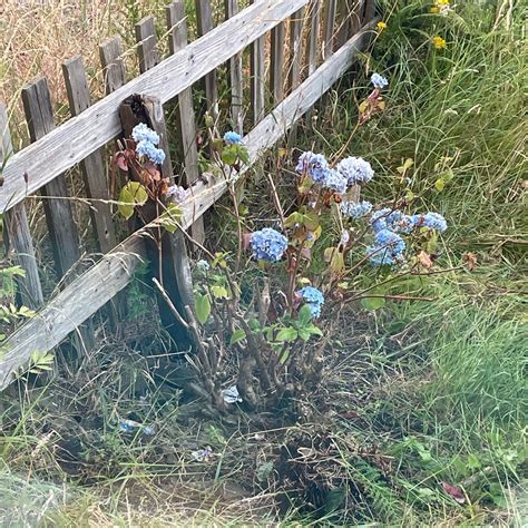 Eclipse Hydrangea Plant Care Water Light Nutrients Greg App 🌱