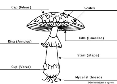 Bio 211 Exam 3 Fungi Basidiomycota And Ascomycota Ppt 3 Flashcards