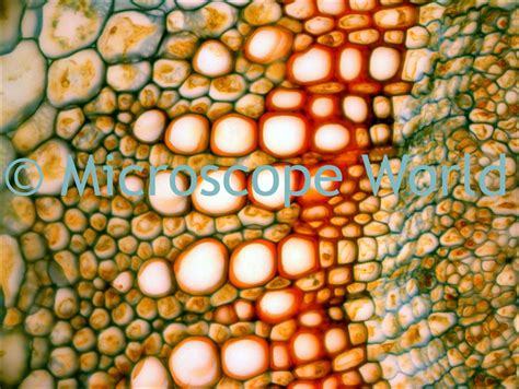 Monocot Leaf Under Microscope