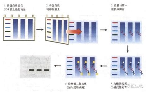 分子生物学方法学介绍western Blot实验详解（3） 知乎