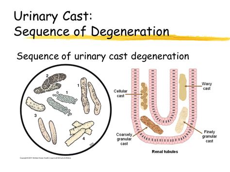 Cellular Cast