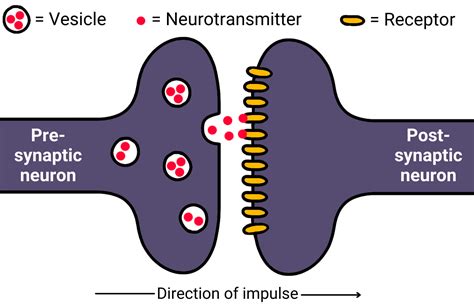 Synaptic Transmission Psychology