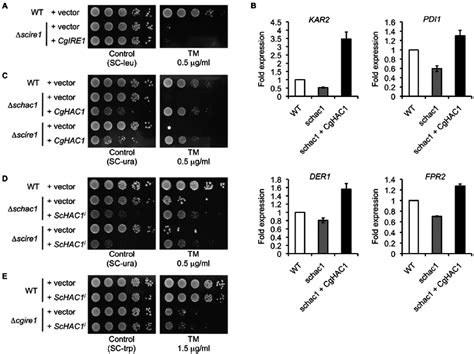 Functional Complementation Assays Of The Ire1 And Hac1 Orthologs In S Download Scientific