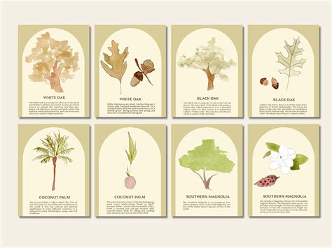 Tree Identification Flash Cards I Tree Study Flash Cards I Etsy