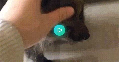 Pat Pat Floomp Album On Imgur