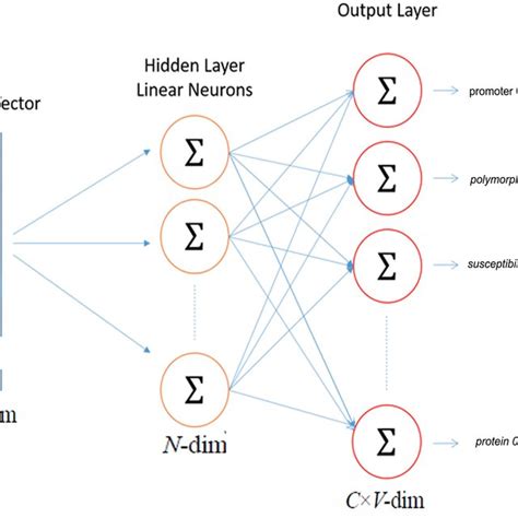 Representation Of The Skip Gram Sg Model With Target Word Gene At The