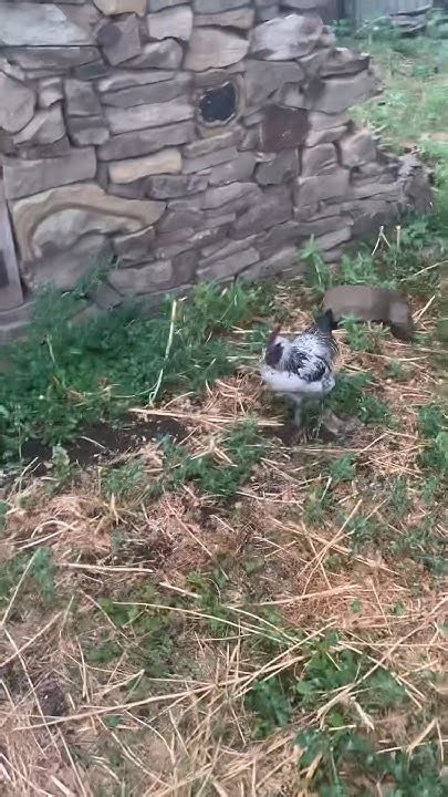 Резко полил ледяной дождь🙈 боюсь что простынут ️ ️ ️ очень их люблю ️ ️ ️ жизньвдеревне Youtube