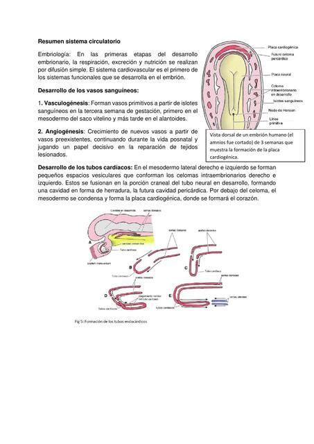 Sistema Circulatorio Sofia Udocz