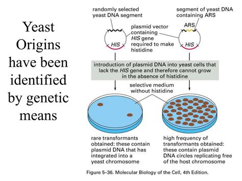 Ppt Chapter 5 Dna Replication Repair And Recombination Powerpoint