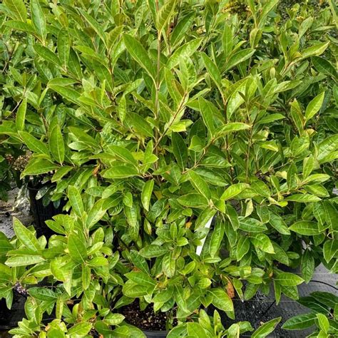 Viburnum Nudum Brandywine Smooth Witherod Sculptural Indoor Cactus