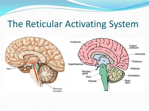 Reticular Activating System Location