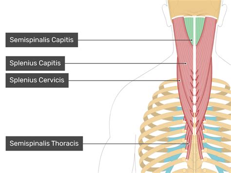 Semispinalis Capitis Muscle