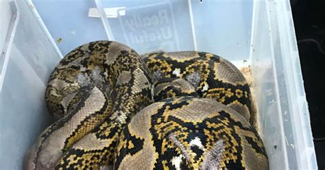Python As Long As A Giraffe Found Dumped In Box By The A303 Devon Live
